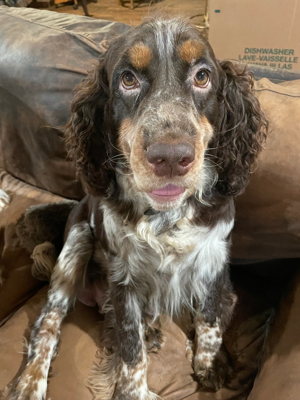 Gulf Coast English Springer Spaniels