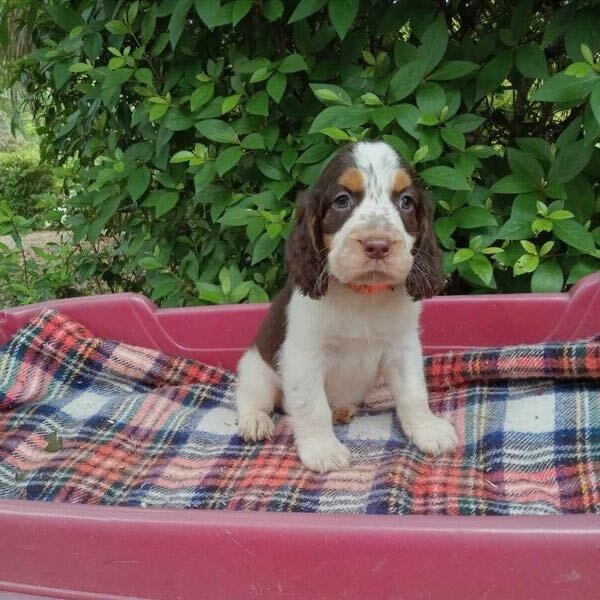 Gulf Coast English Springer Spaniels
