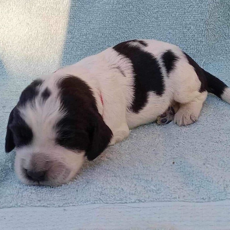 Gulf Coast English Springer Spaniels