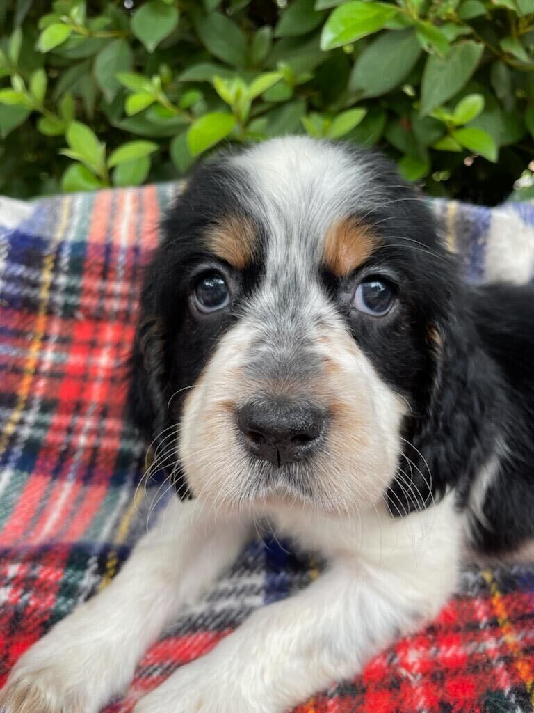 Gulf Coast English Springer Spaniels