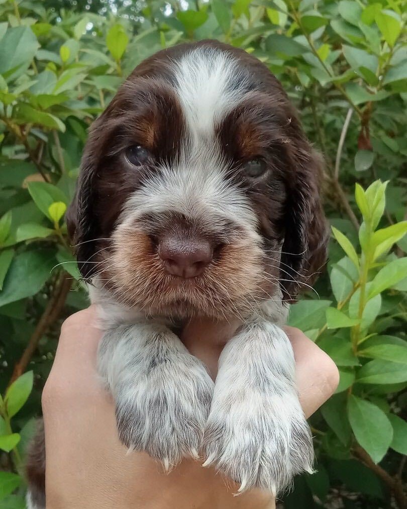 Gulf Coast English Springer Spaniels