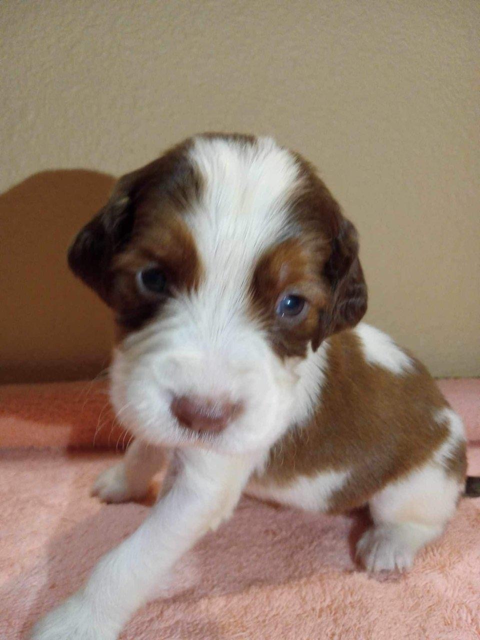 Gulf Coast English Springer Spaniels