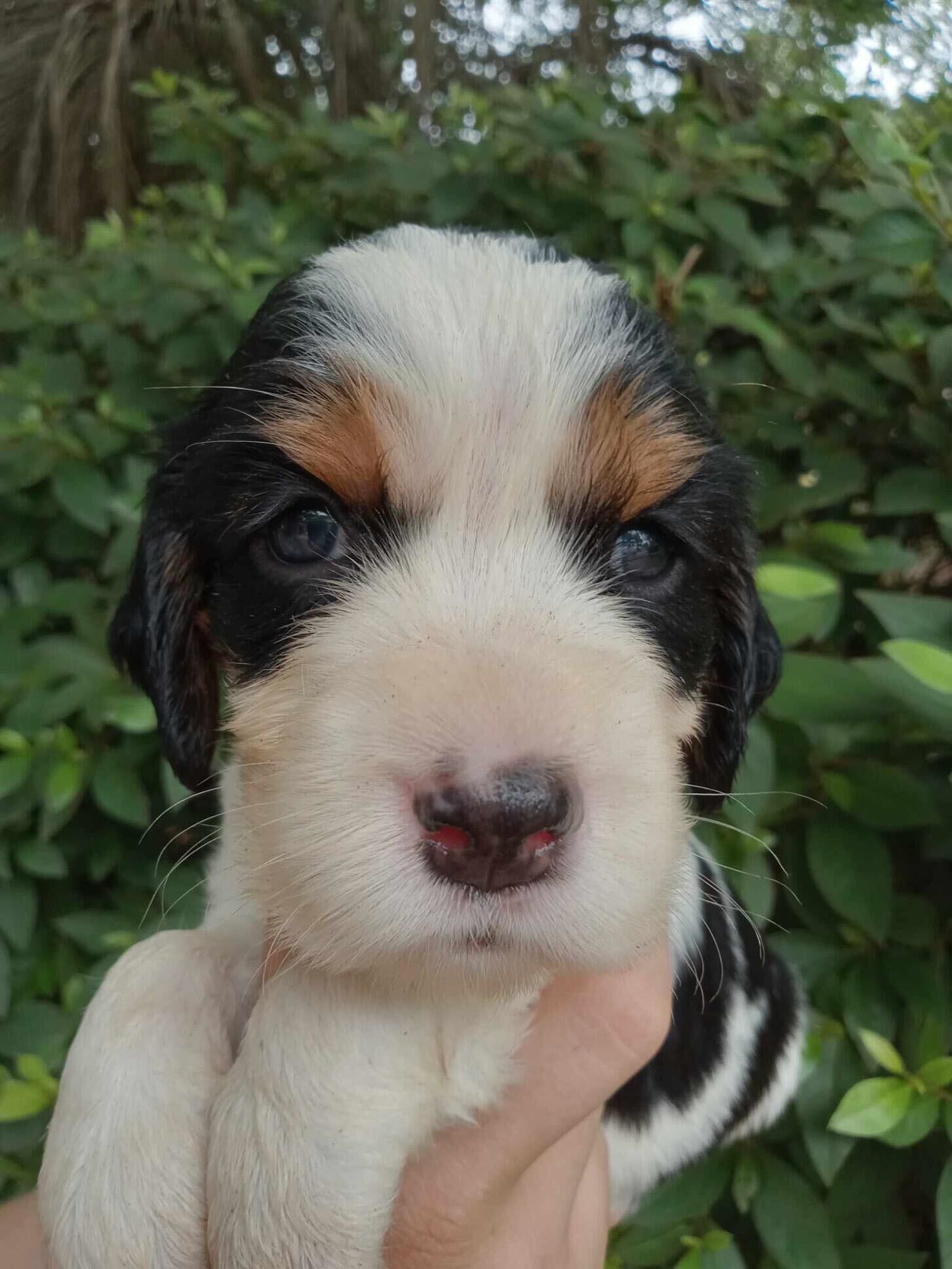 Gulf Coast English Springer Spaniels