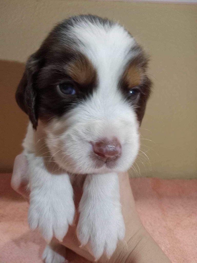 Gulf Coast English Springer Spaniels