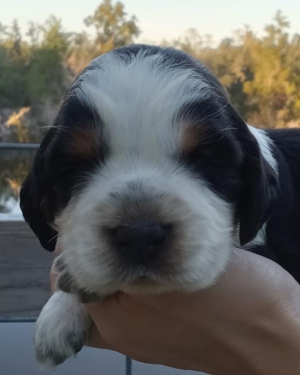 Brown English Springer Spaniel Puppy